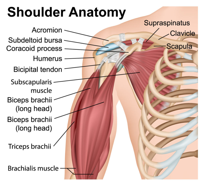 Separated Shoulder | Susquehanna Spine & Rehab